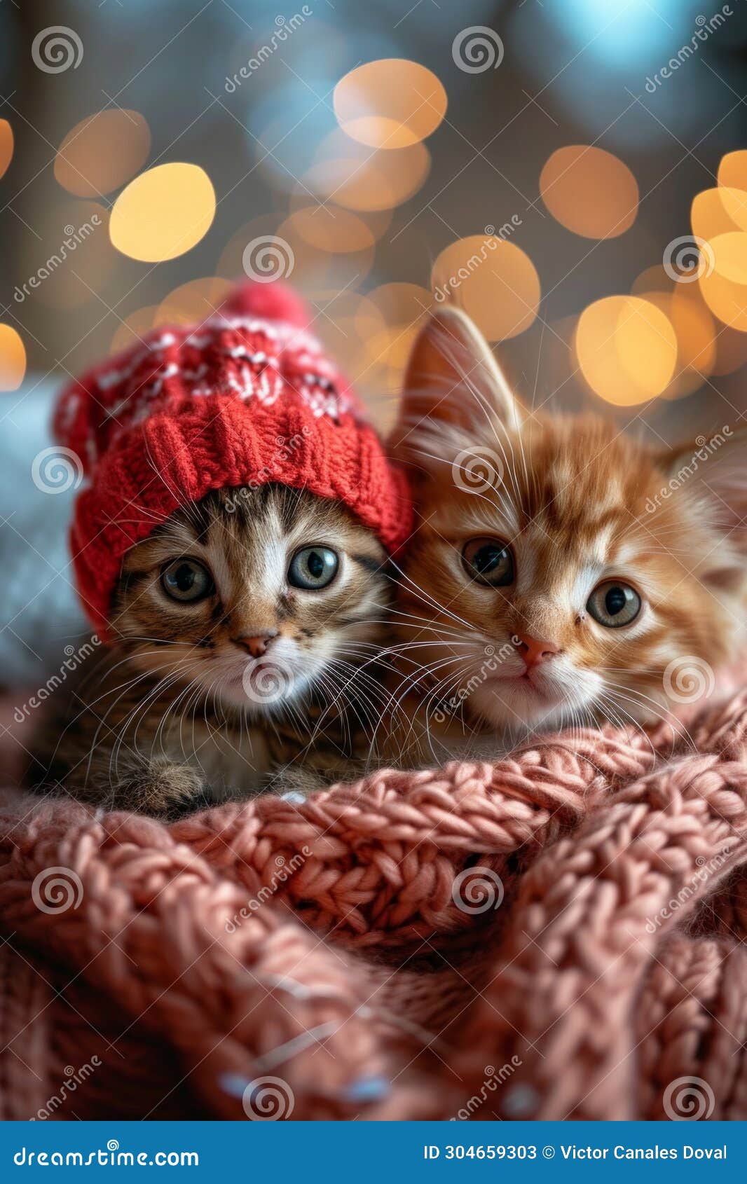 Two Joyful Cozy Kittens Looking at Camera and Snuggling Together on a ...