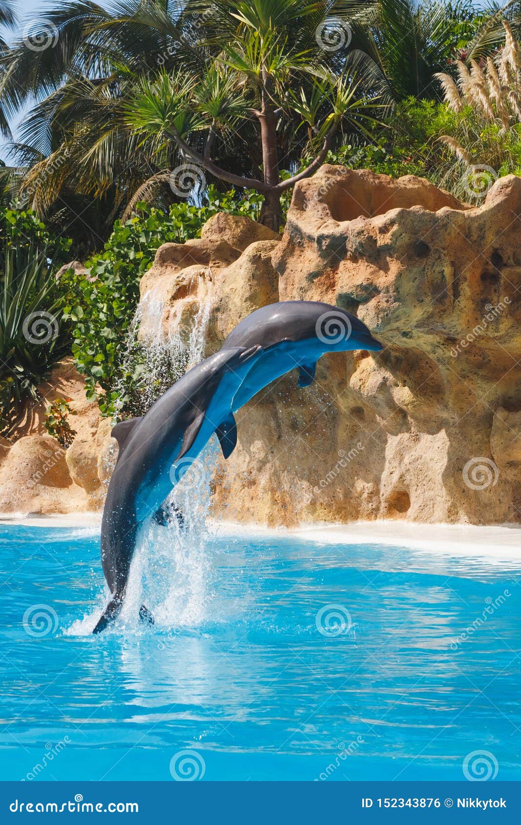 Two jumping dolphins stock photo. Image of foam, jump - 152343876