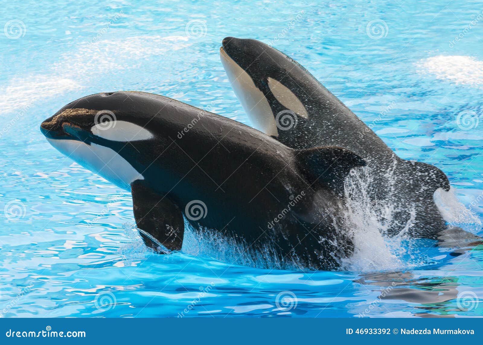 Jumping Killer Whale Stock Image | CartoonDealer.com #26153737