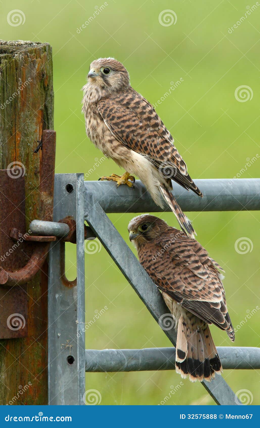 Two Juvenile Common Kestrel Stock Photo - Image of looking, single ...
