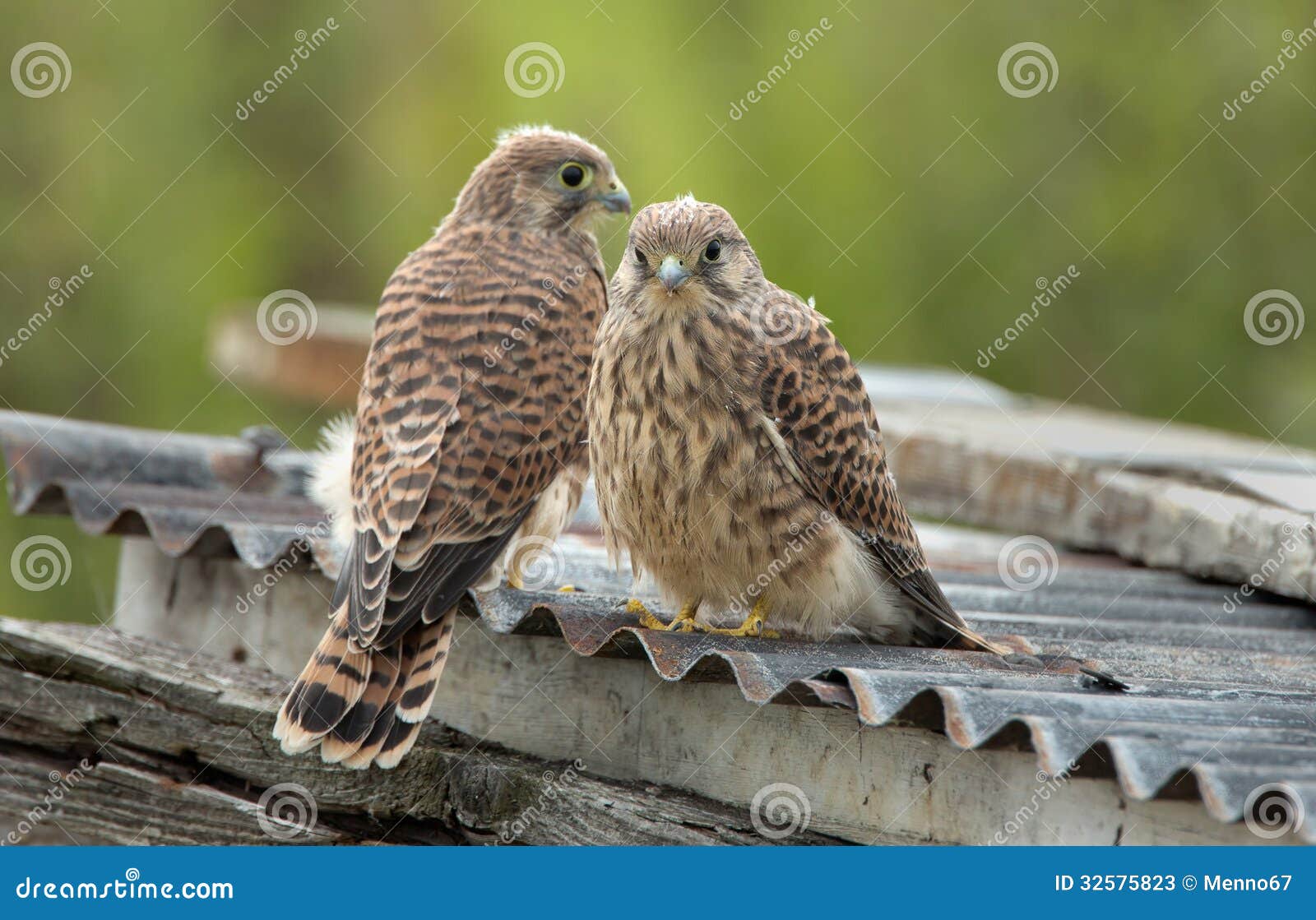 Two Juvenile Common Kestrel Stock Image - Image of female, lone: 32575823