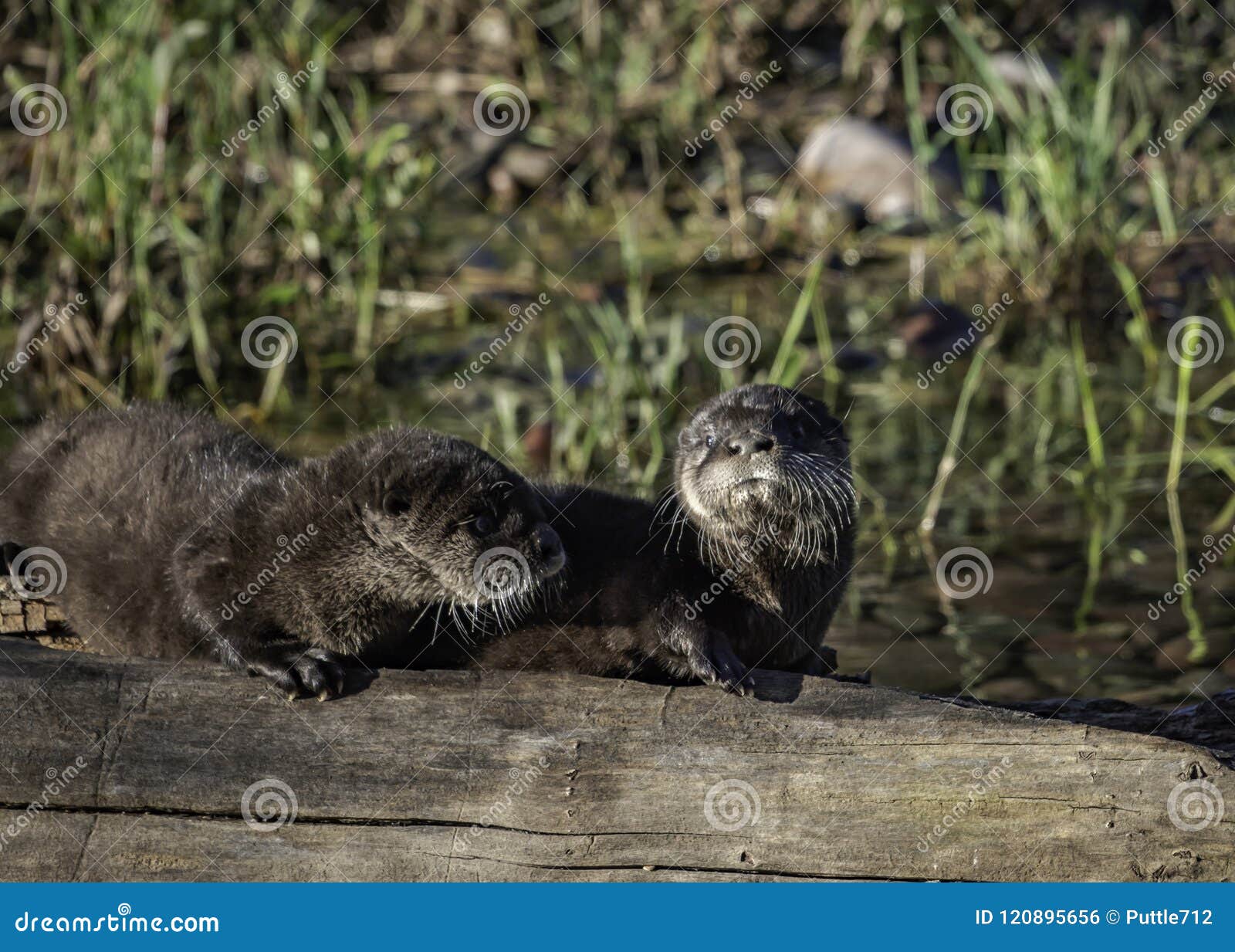 Sun Bathing Otters on Log stock photo. Image of animals - 120895656