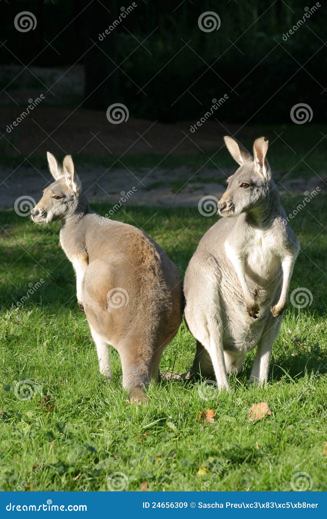 Two kangaroos stock image. Image of native, looking, animal - 24656309