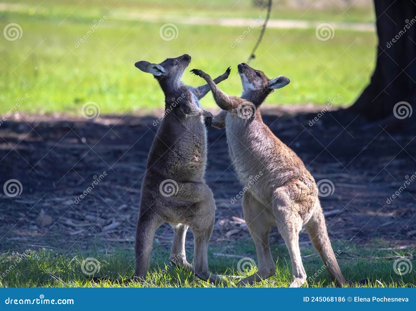 Cute Sheep Dancing Stock Photos - Free & Royalty-Free Stock Photos from ...