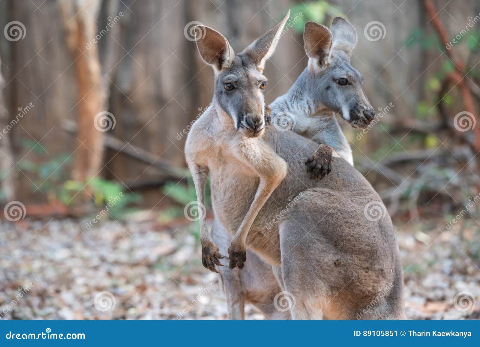 Two Kangaroos while Looking Stock Image - Image of wild, joey: 89105851