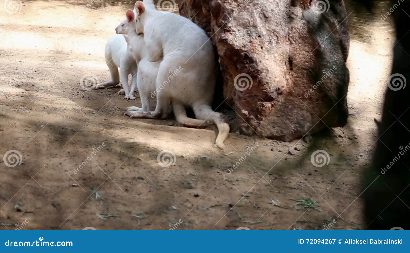 Two Kangaroos mating stock video. Video of love, bush - 72094267