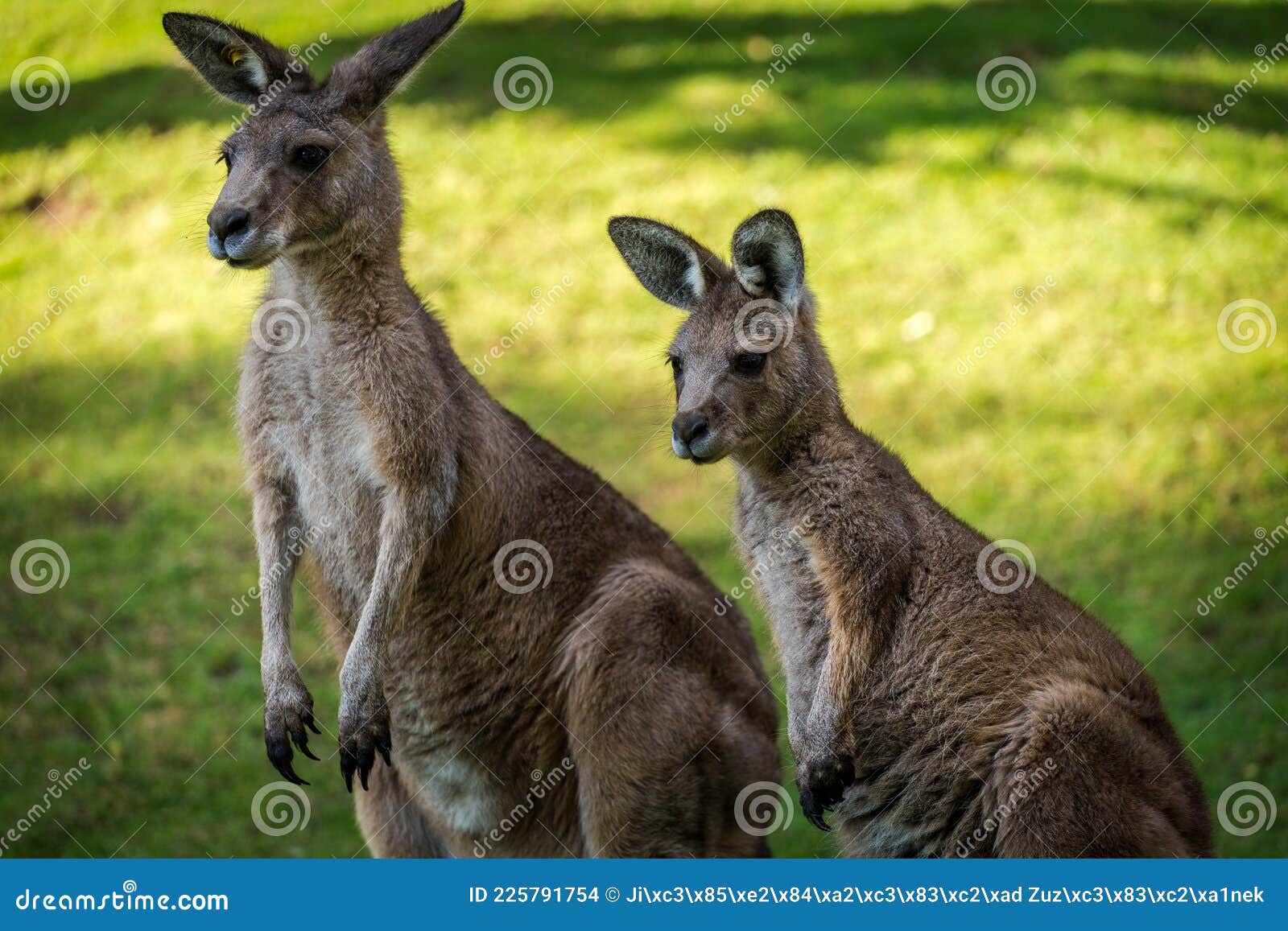 Two Kangaroos in Nature Park Stock Photo - Image of kangaroo, kangaroos ...