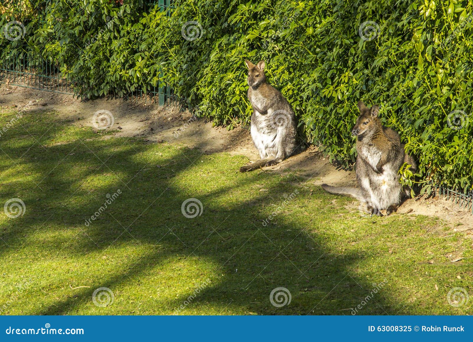 Two Kangaroos in a Park, Paris Stock Image - Image of australian ...
