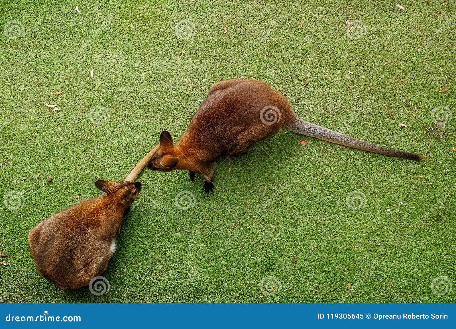 Two kangaroos are playing stock image. Image of mammal - 119305645