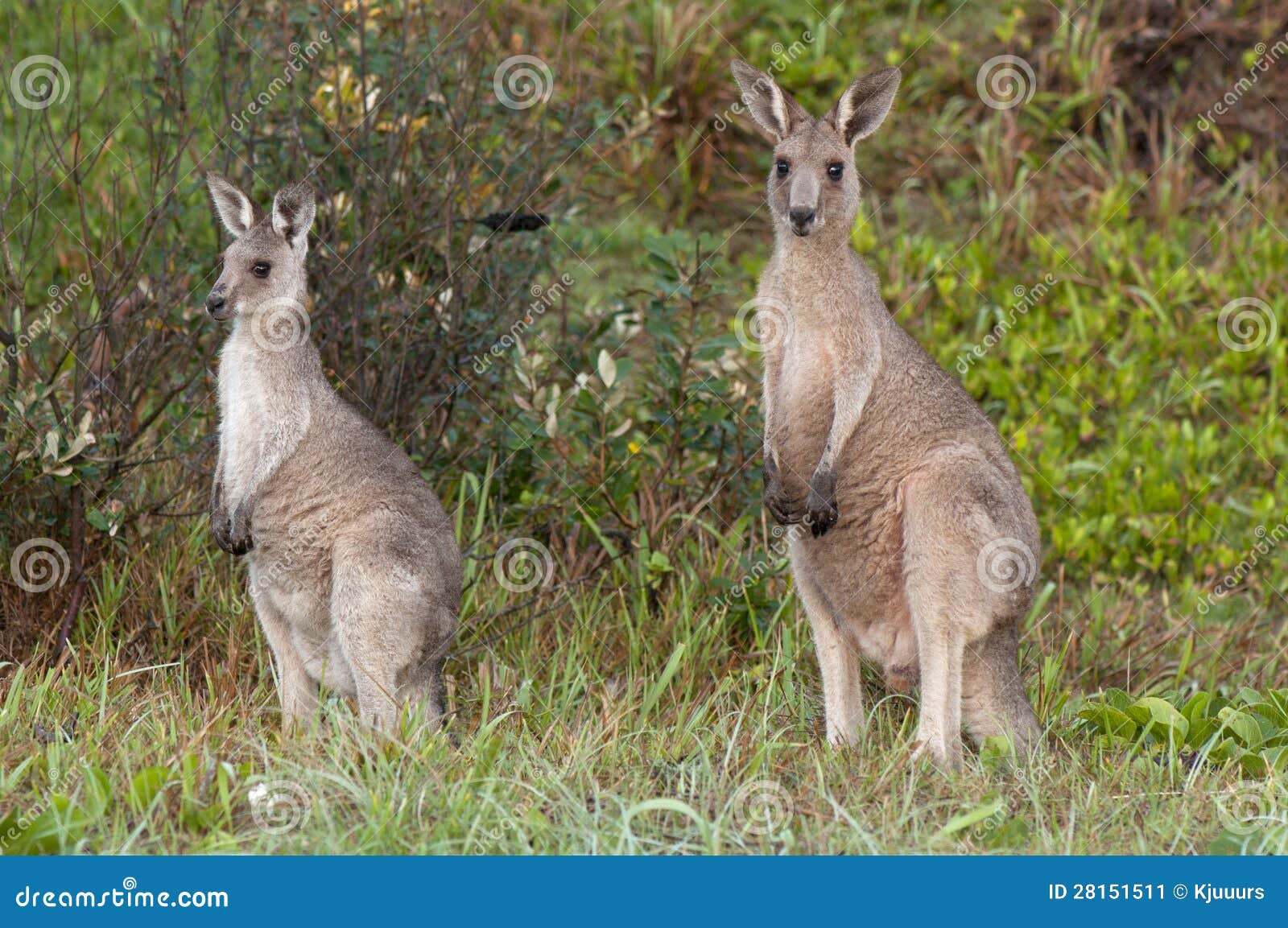 Two Kangaroos in the Wild stock image. Image of australian - 28151511