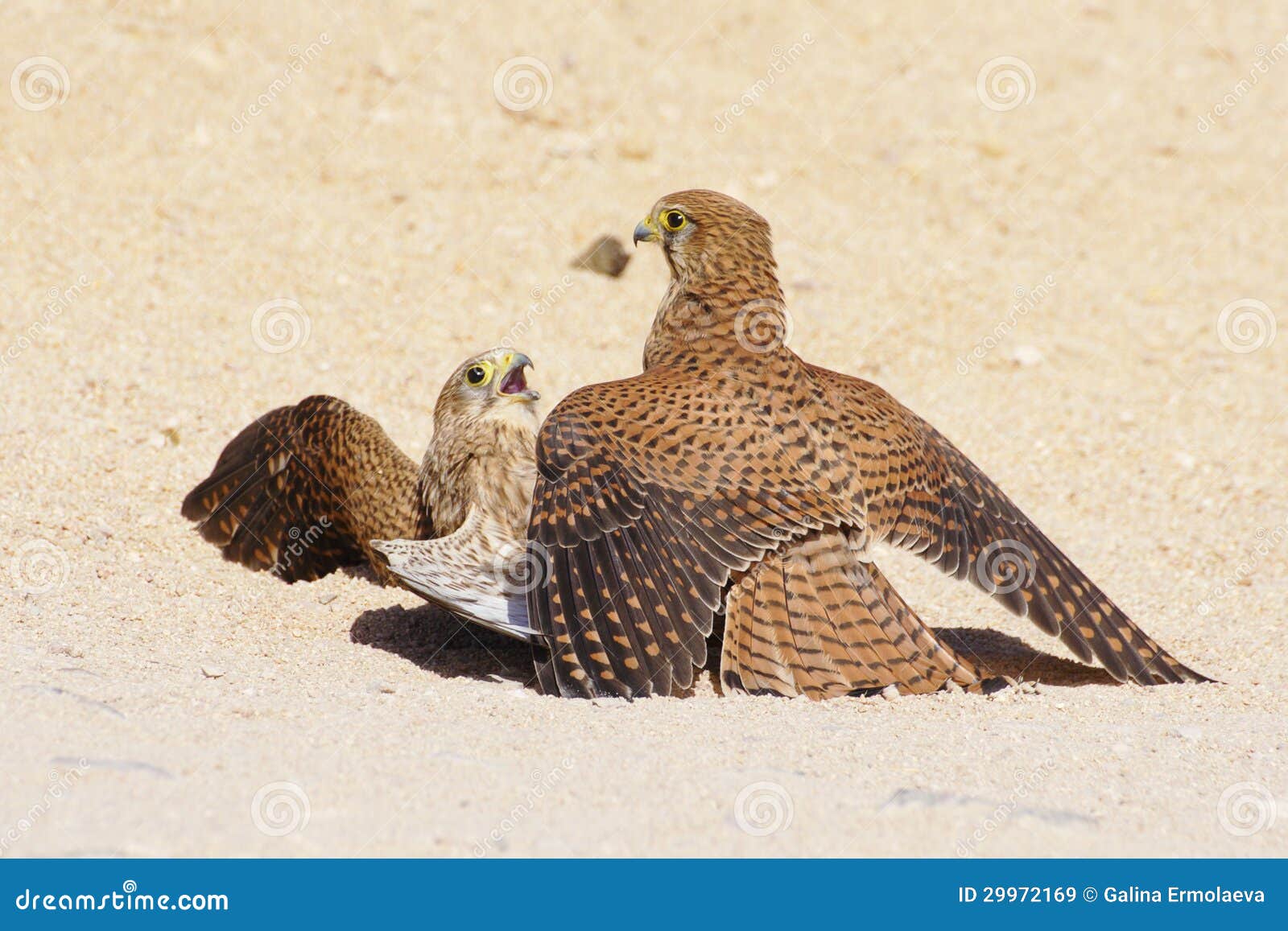 Two fighting Kestrel stock image. Image of outdoors, dismantling - 29972169