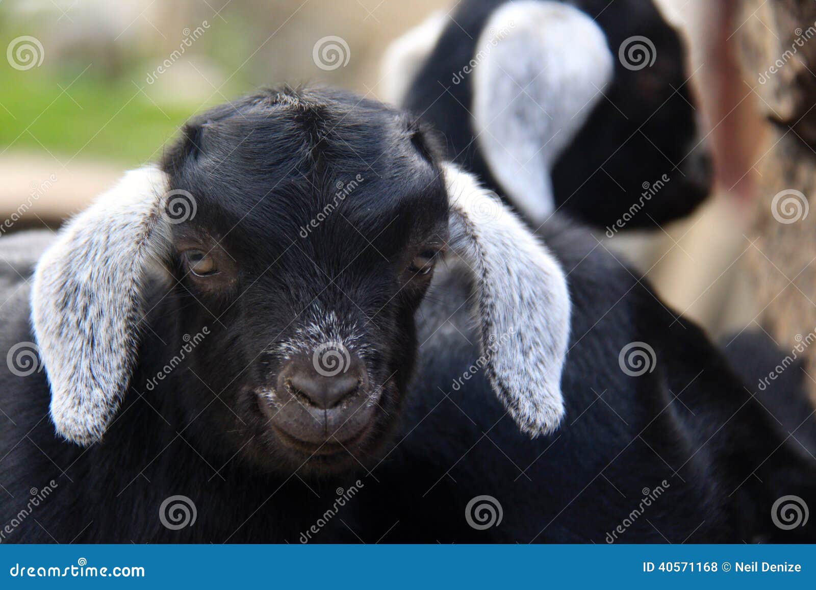 Two kid goats stock photo. Image of white, agriculture - 40571168