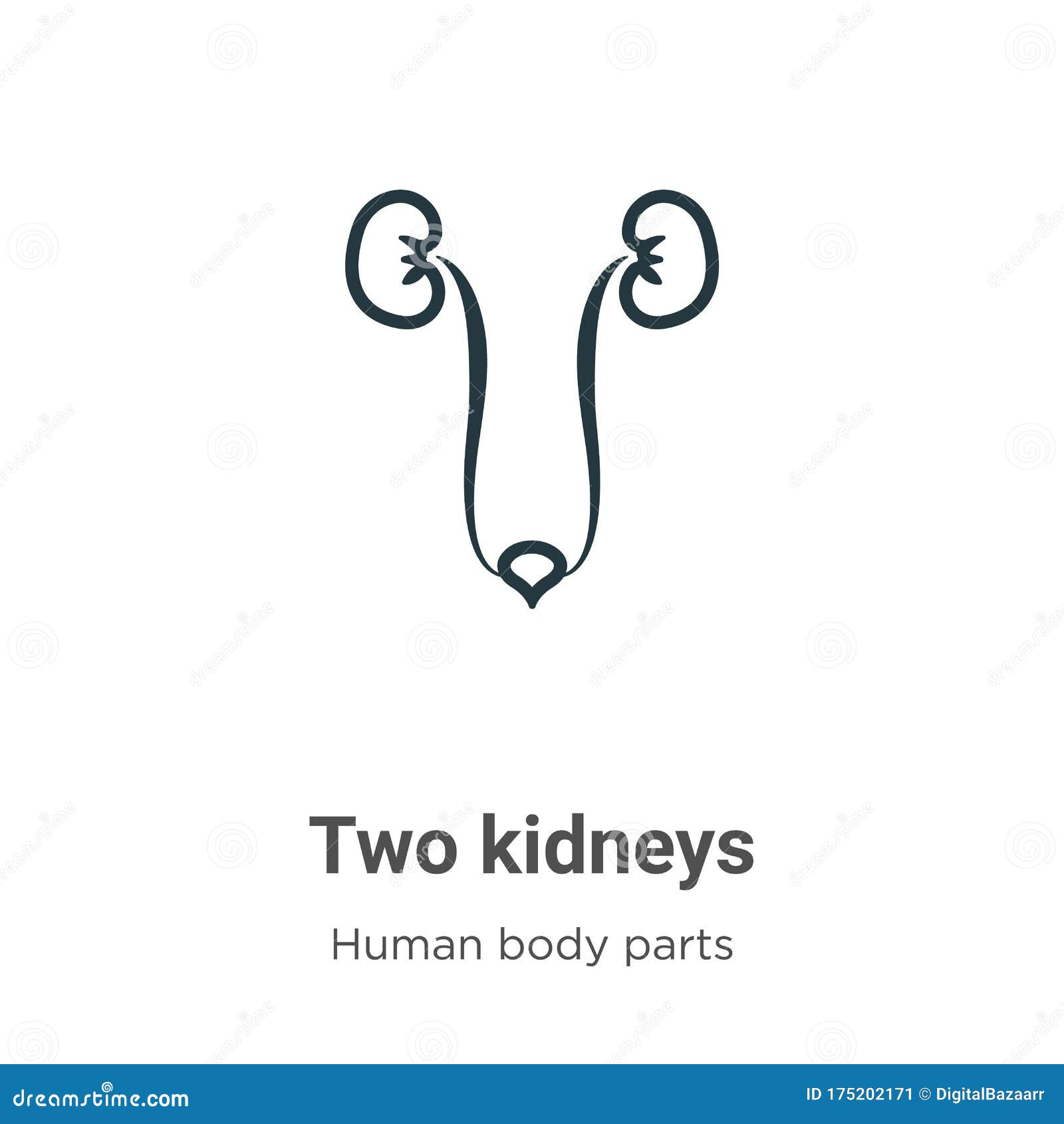 Two Kidneys Outline Vector Icon. Thin Line Black Two Kidneys Icon, Flat ...