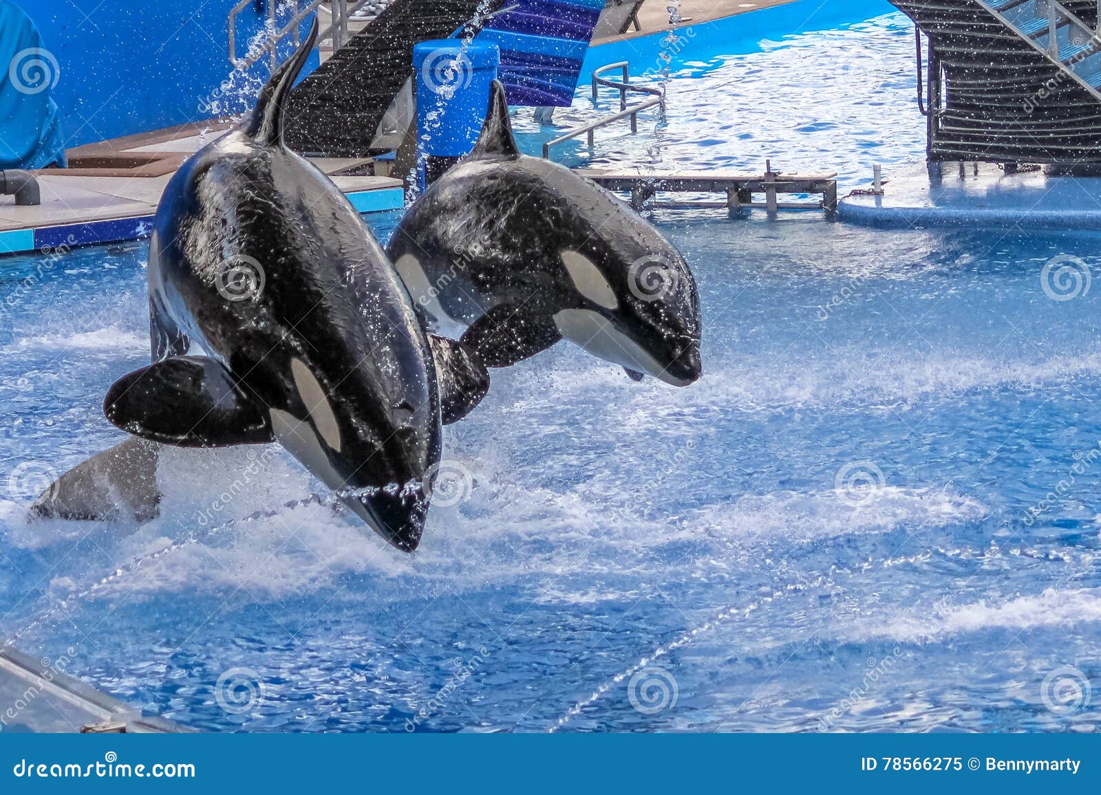 Two killer whale jumps editorial image. Image of mammal - 78566275