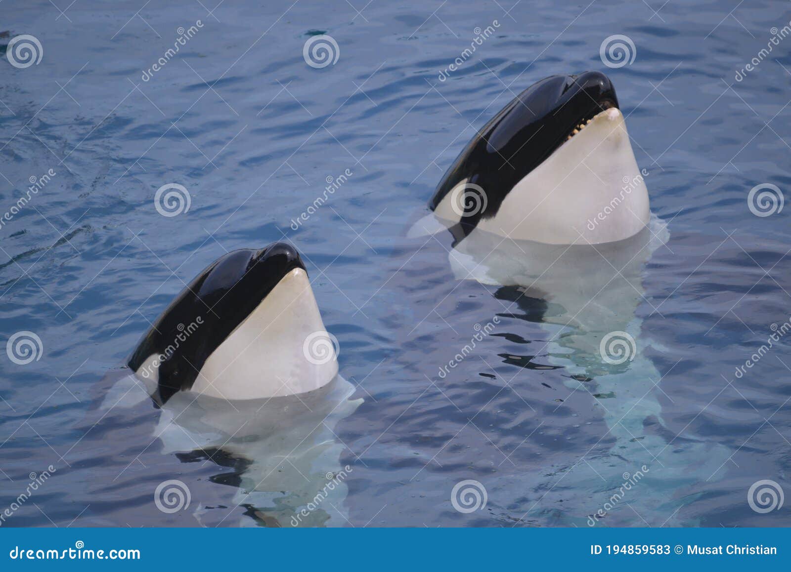 Two killer whales stock image. Image of killer, cetacean - 194859583