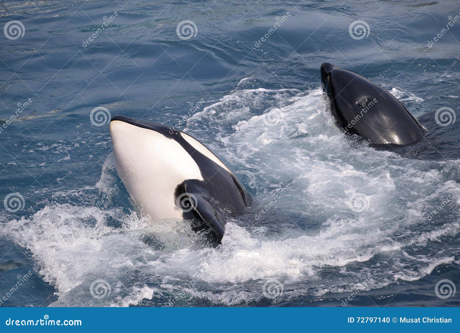 Two killer whales stock photo. Image of blue, dolphin - 72797140