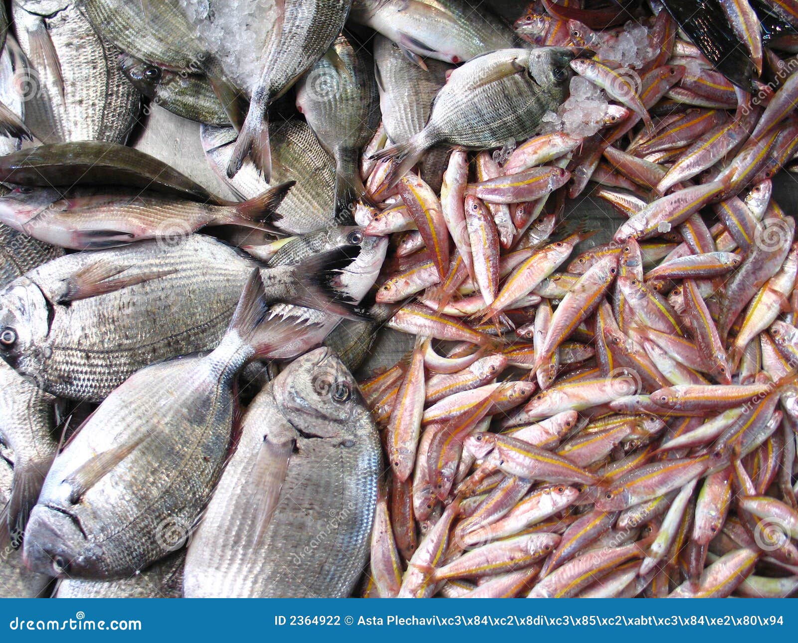 Two kind of fresh fish stock photo. Image of green, food - 2364922