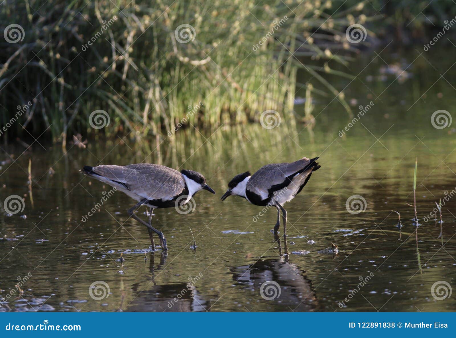 Spur-winged lapwing stock photo. Image of kind, winged - 122891838