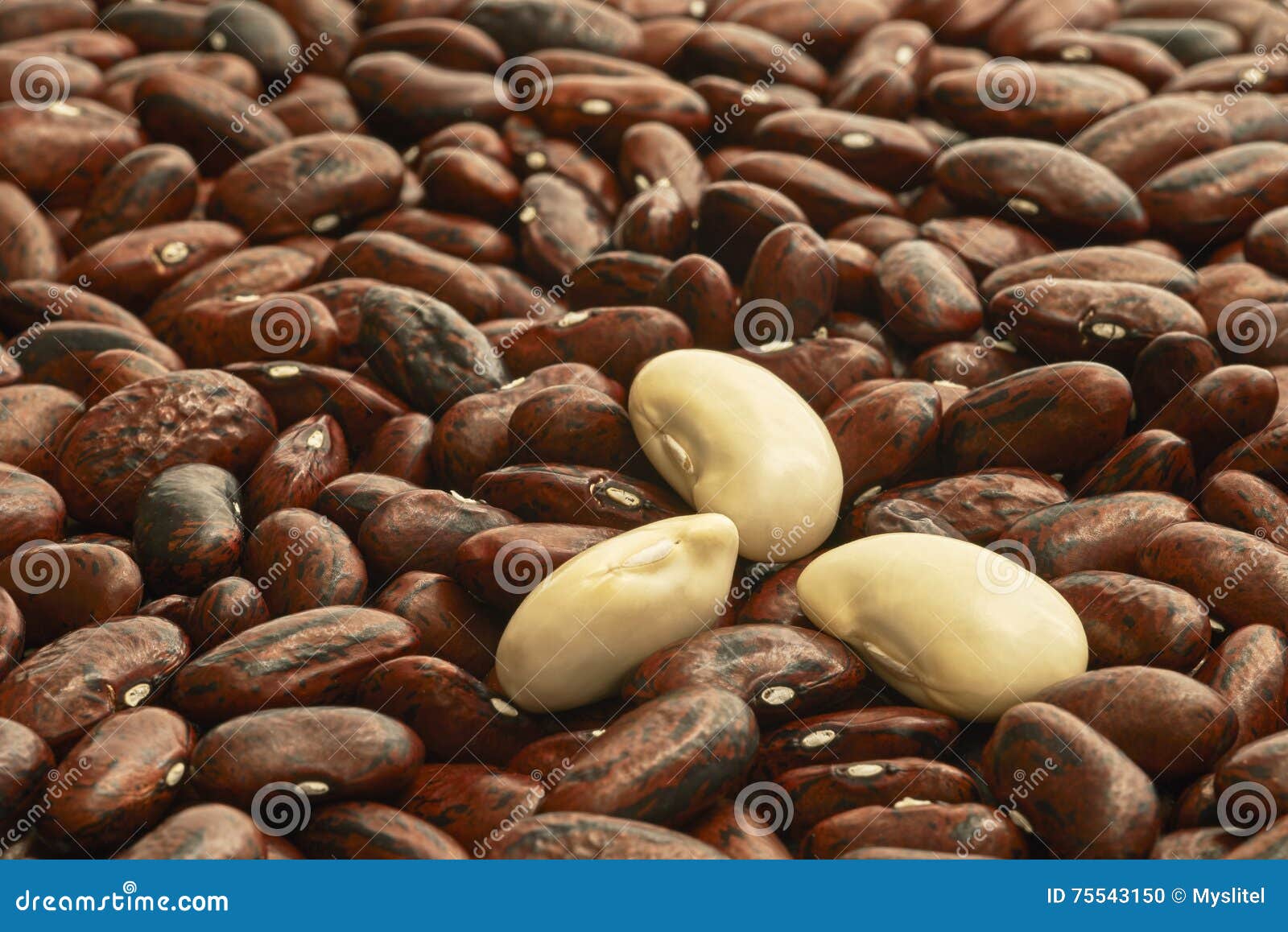 Two kinds of beans stock photo. Image of assortment, round - 75543150