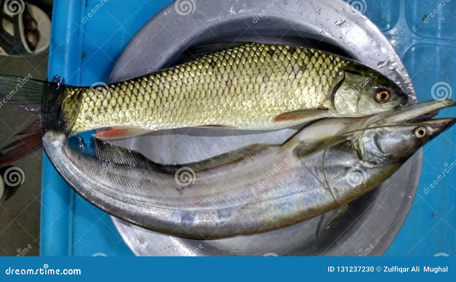Two kinds of fish stock photo. Image of view, fish, laying - 131237230