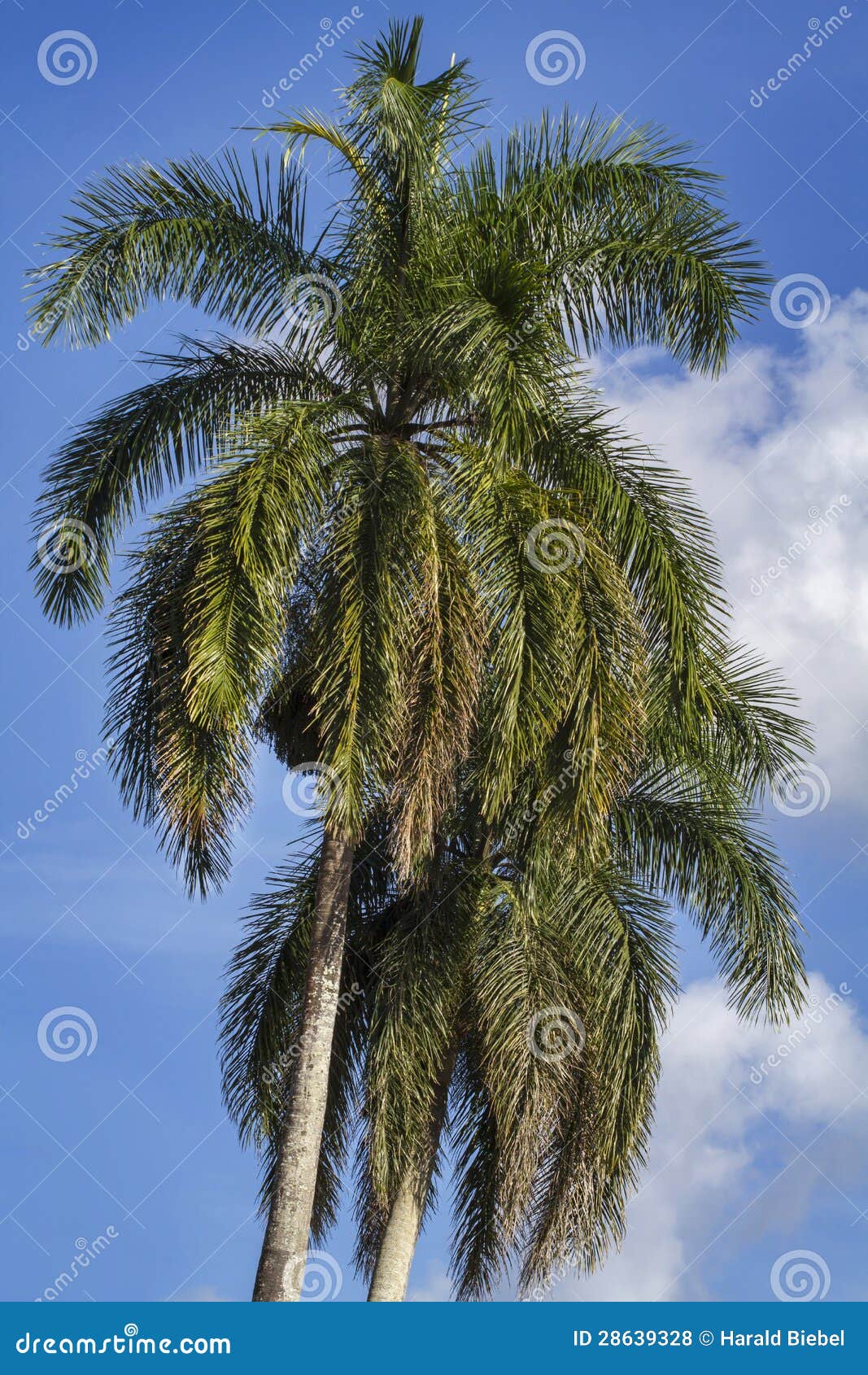 Two king palm trees stock photo. Image of tall, summer - 28639328