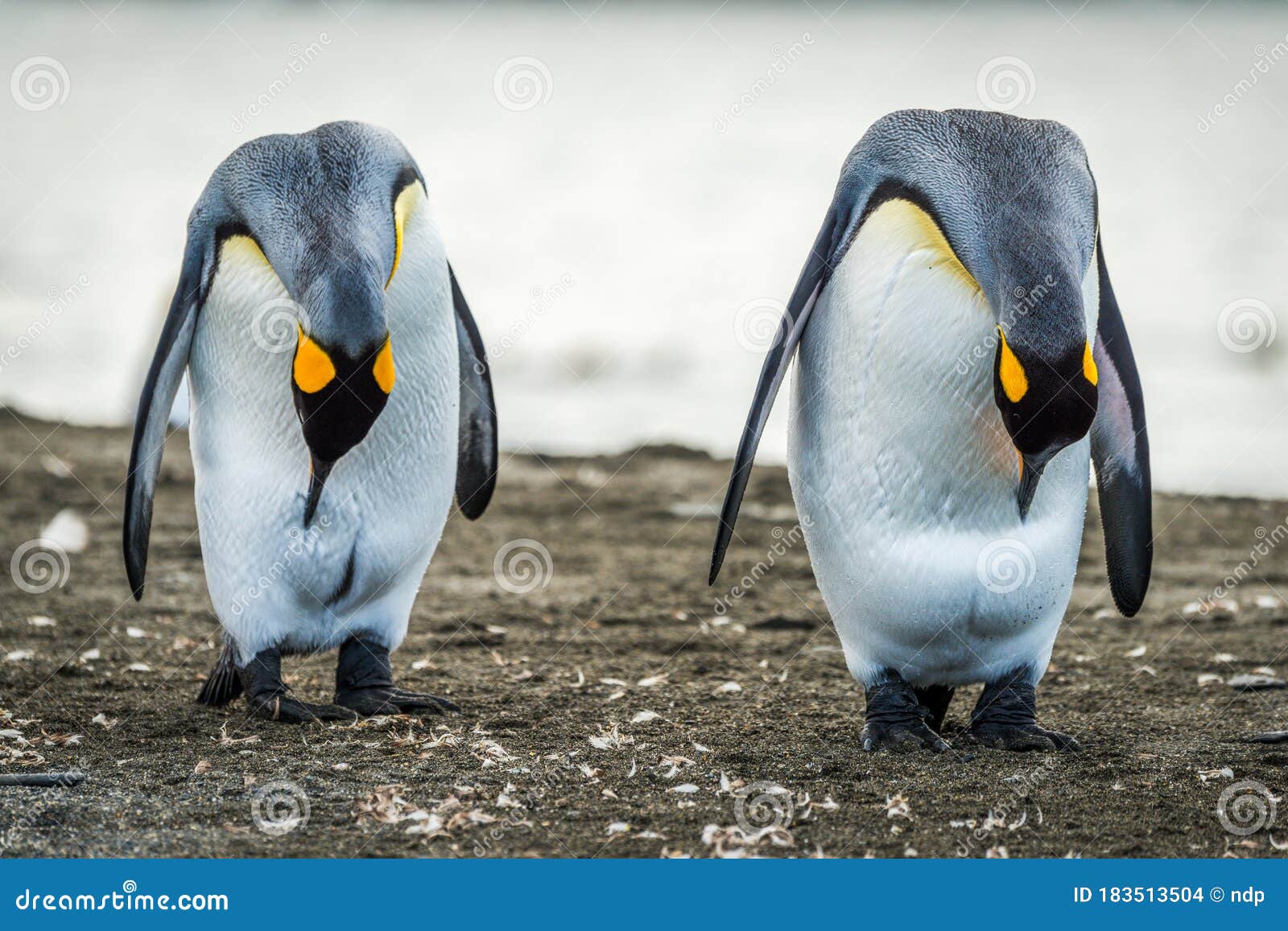 Two King Penguins Preening Stomachs on Beach Stock Photo - Image of south, andrew: 183513504