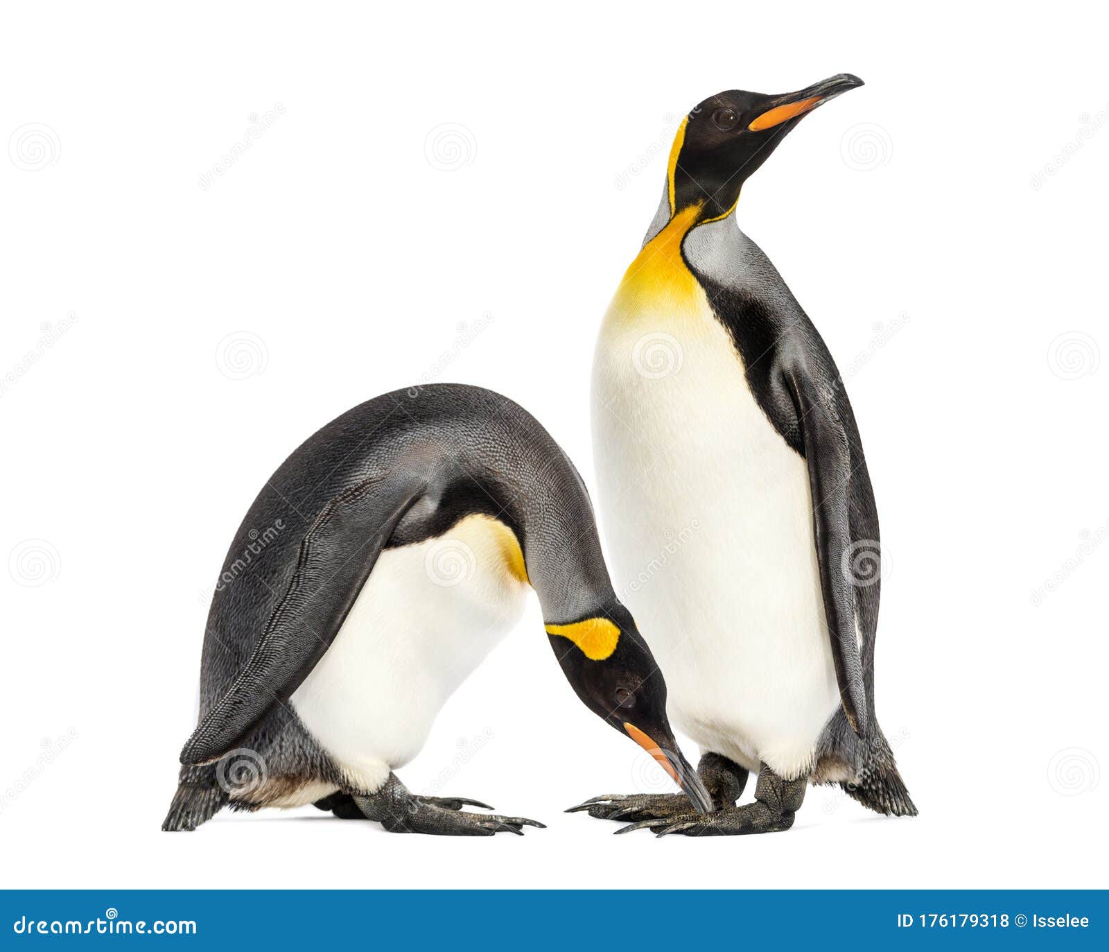 Two King Penguins Togethere in Front of White Background Stock Photo ...