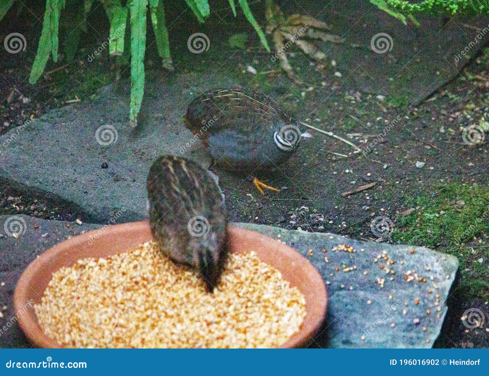 Two King Quail while Feeding. they are the Smallest Quail in the World ...