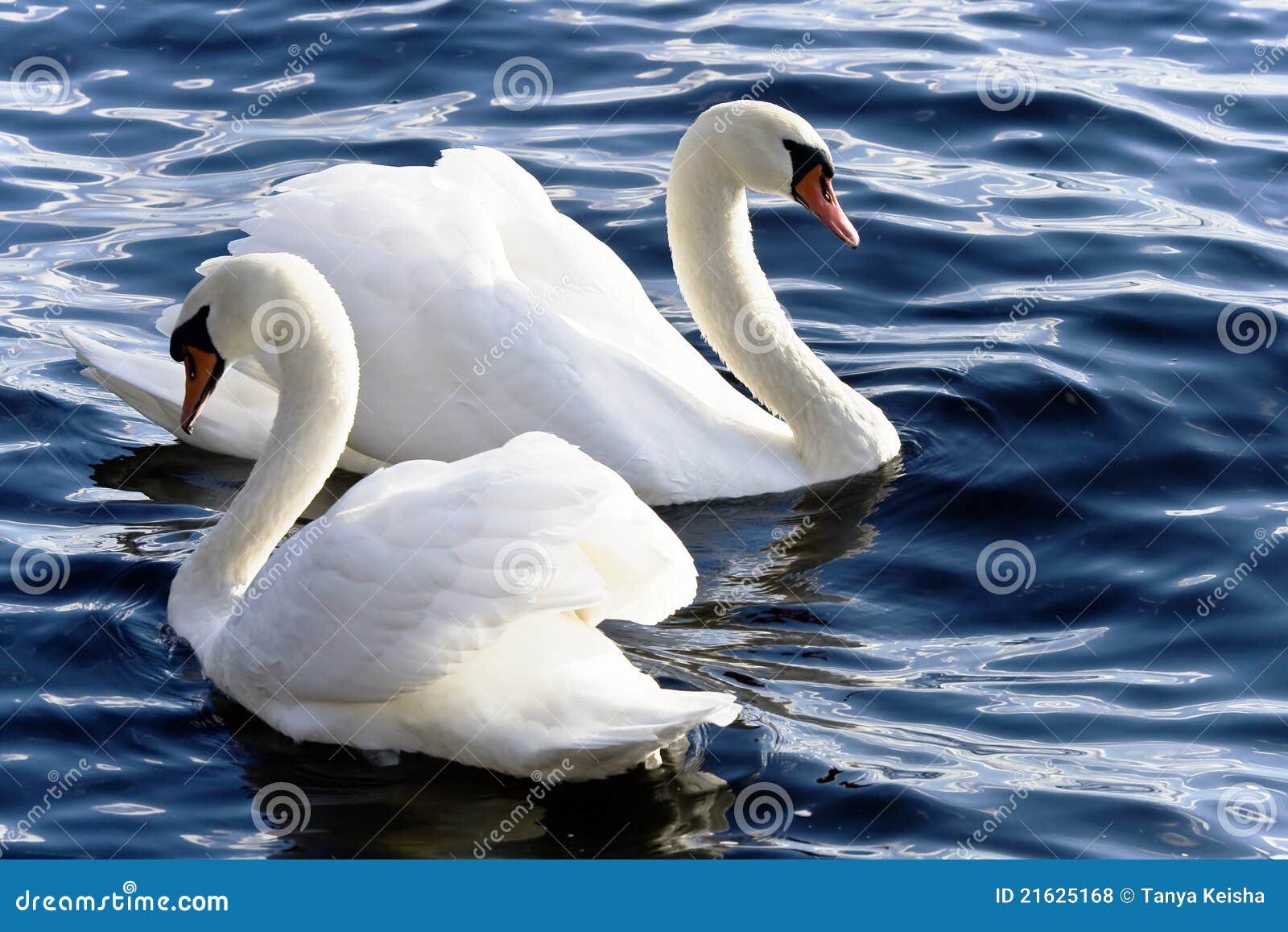 Two king swans stock photo. Image of blur, closeup, beautiful - 21625168