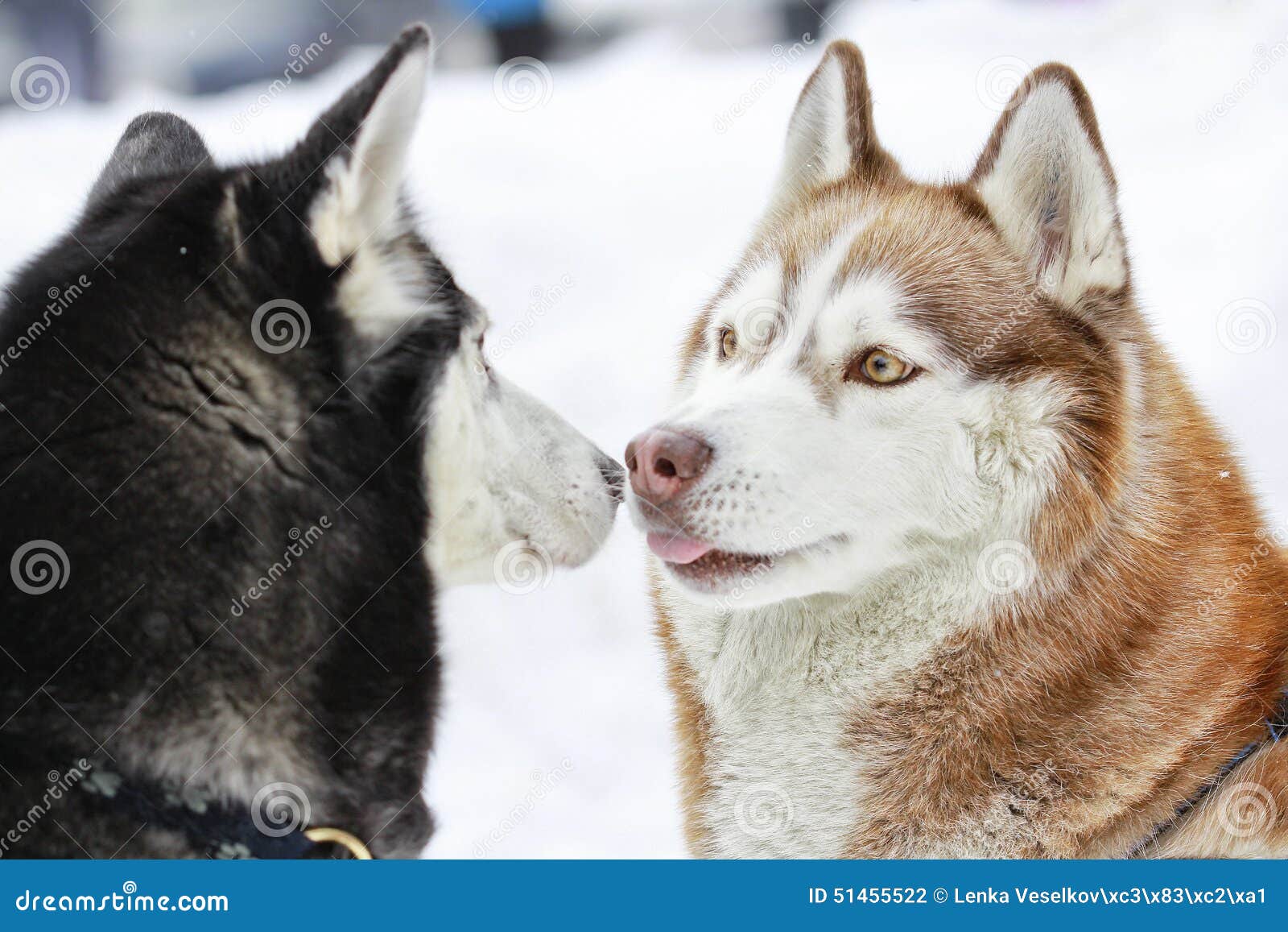 Two kissing dogs stock photo. Image of breed, animal - 51455522
