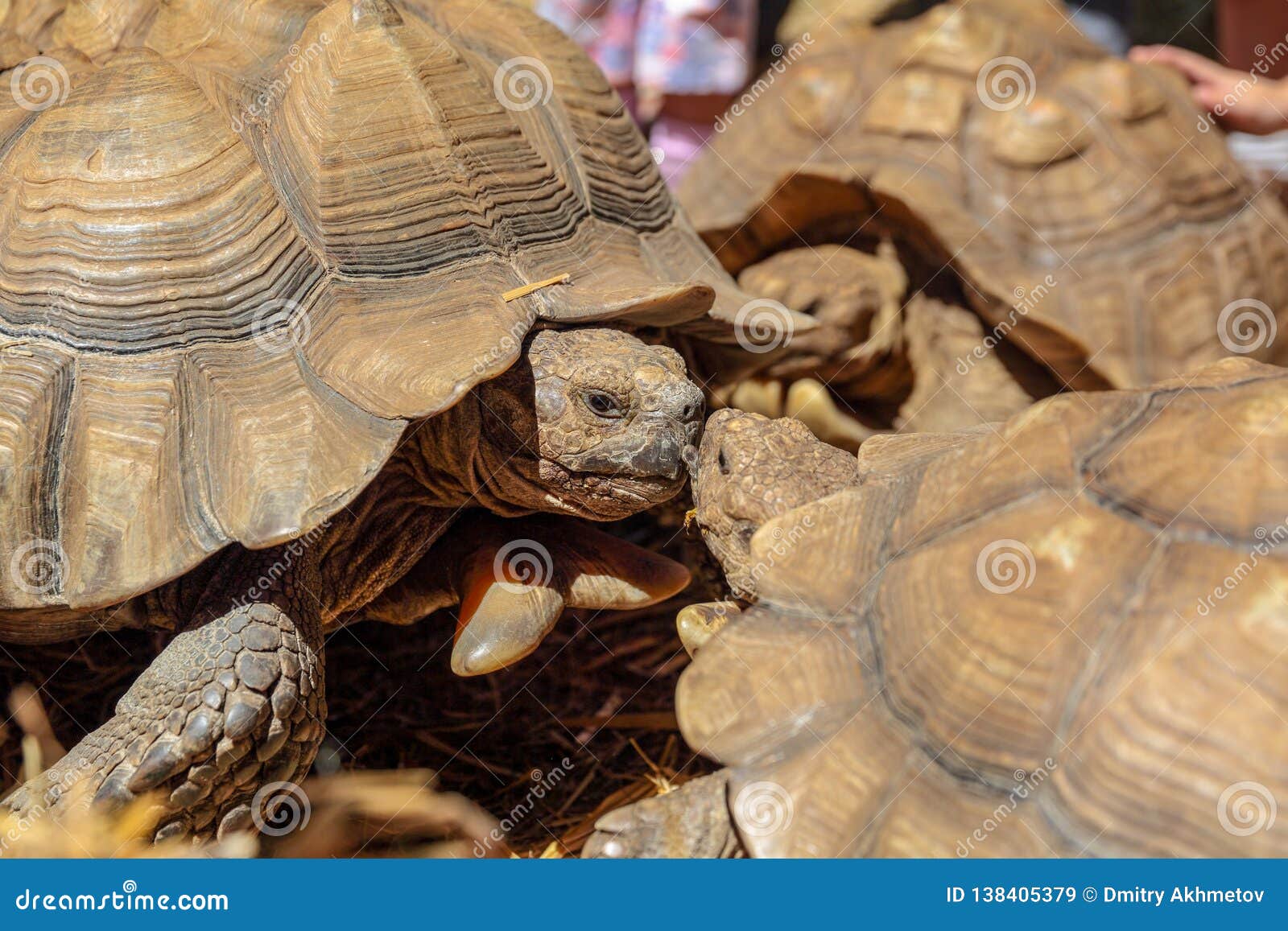 Two Kissing Giant Turtles at a Local Fairground, HIlsboro, Oregon Stock ...