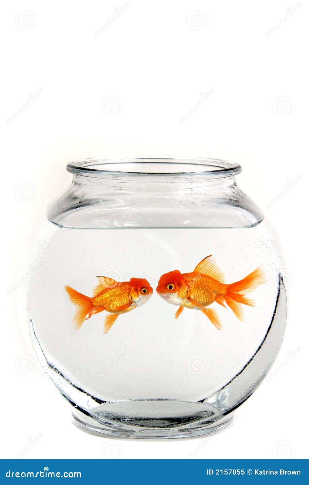 Two Kissing Goldfish stock image. Image of dabble, elements - 2157055