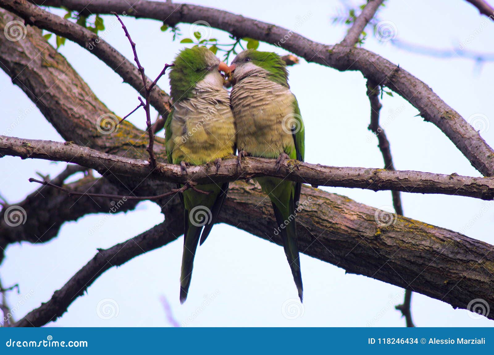 Parrots in love stock photo. Image of bird, beautiful - 118246434