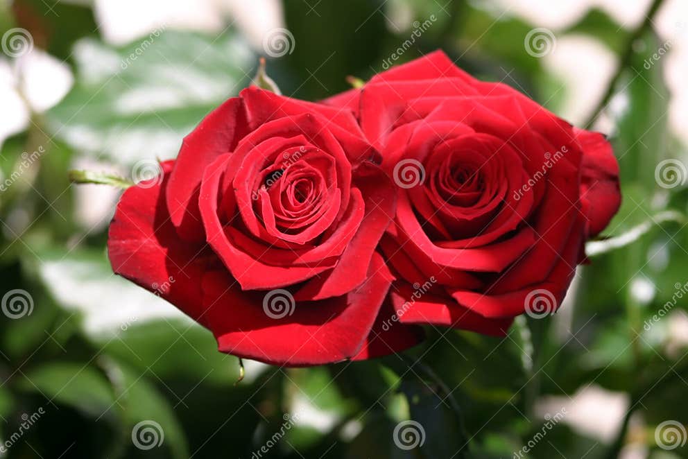 Two kissing roses stock photo. Image of leaf, blossom, garden - 14580