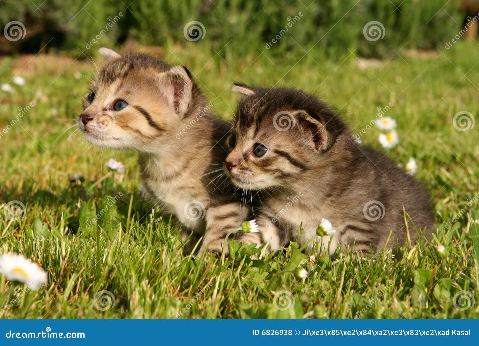 Two kitten in grass stock photo. Image of green, mammal - 6826938