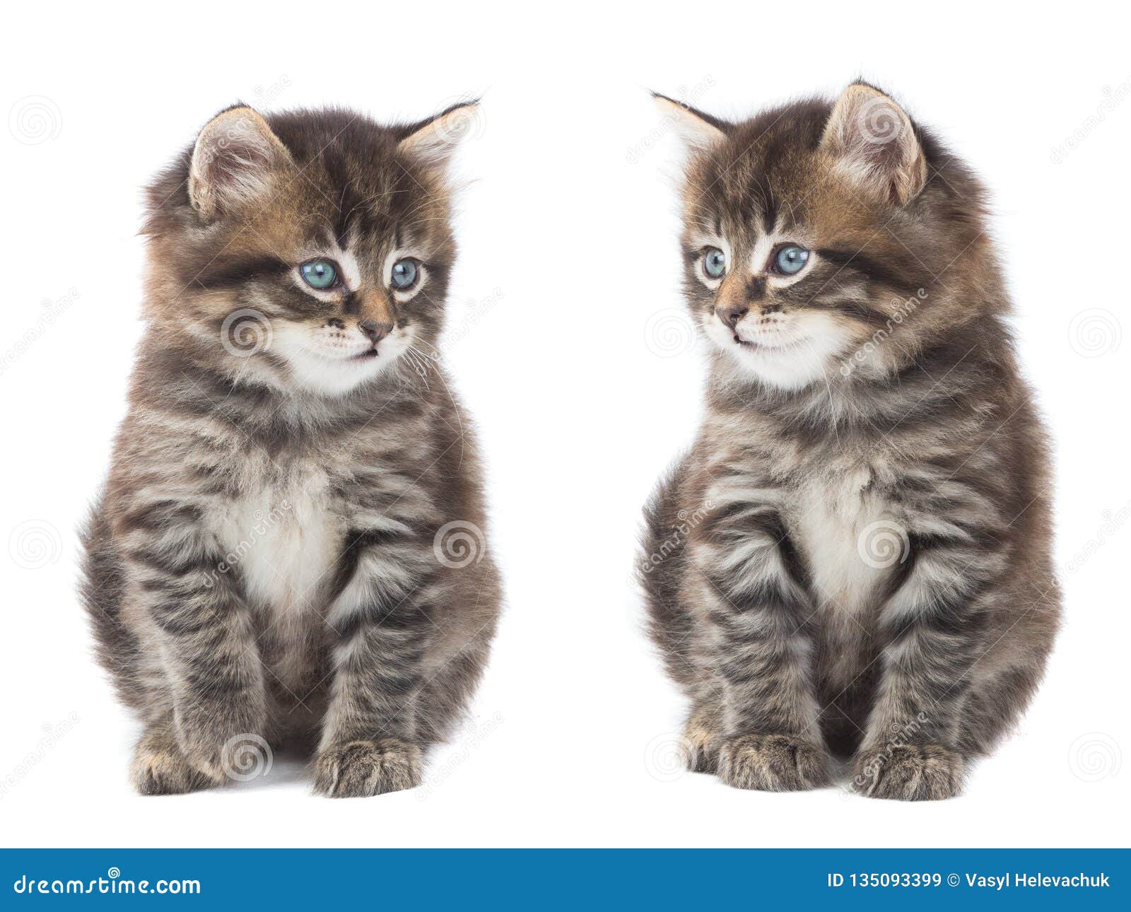 Two Kitten Isolated on a White Stock Image - Image of blue, young ...