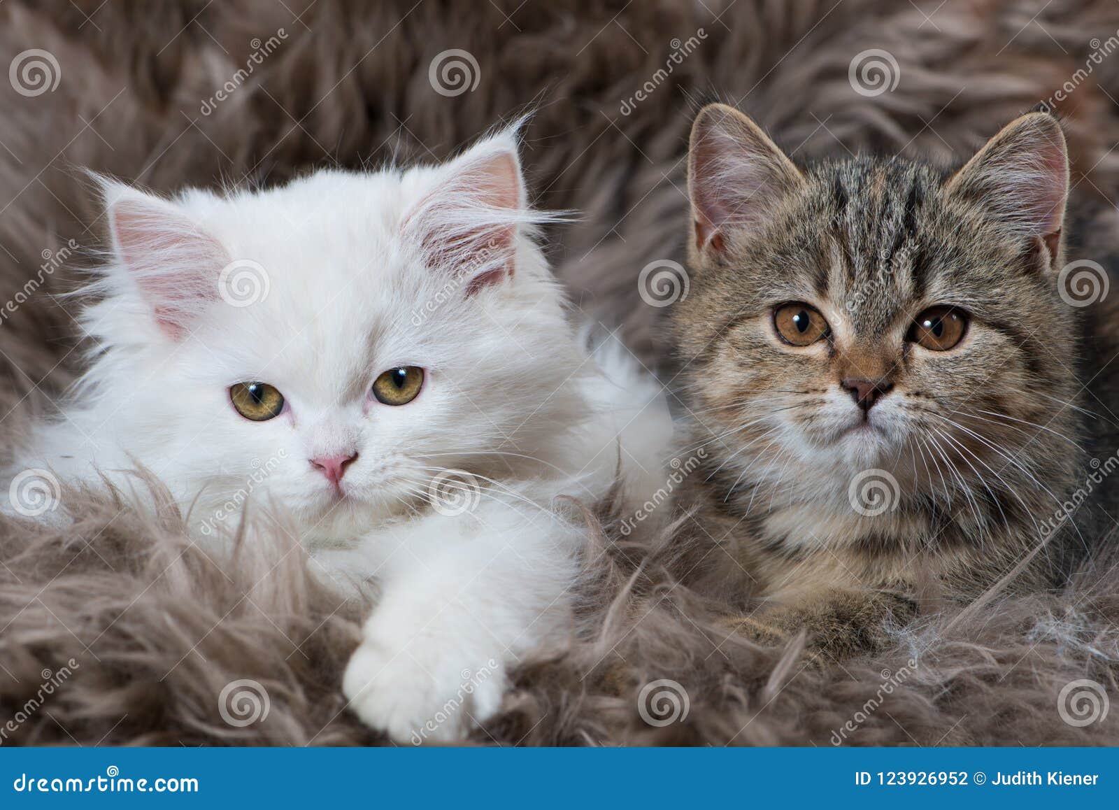 Two Kitten Lying on a Sheep Fur Stock Photo - Image of room, mammal ...