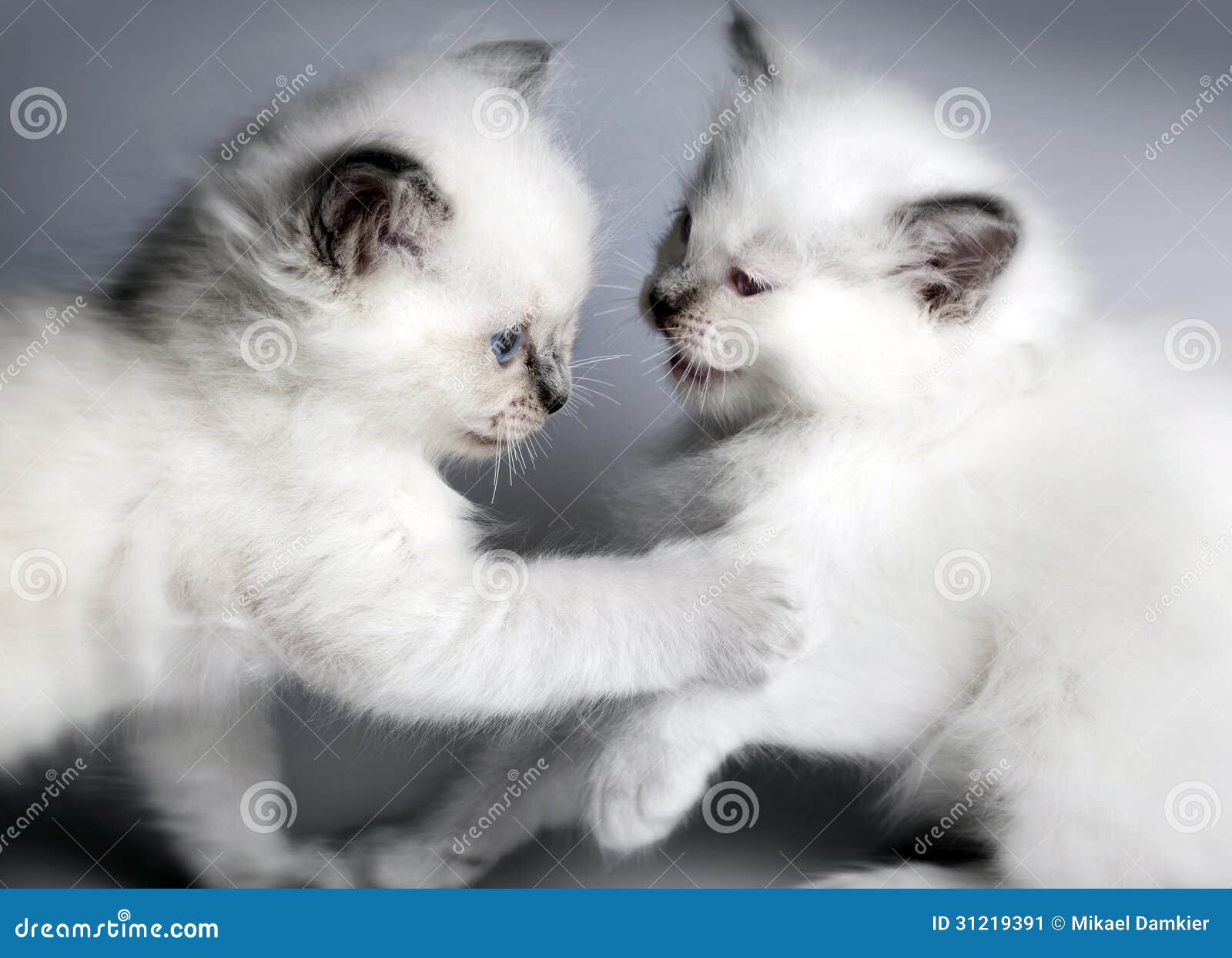 Two kitten playing stock image. Image of playful, cute - 31219391
