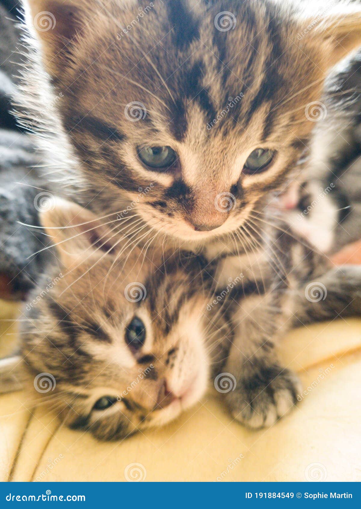 Two Kitten Playing Together Stock Image - Image of skin, nose: 191884549