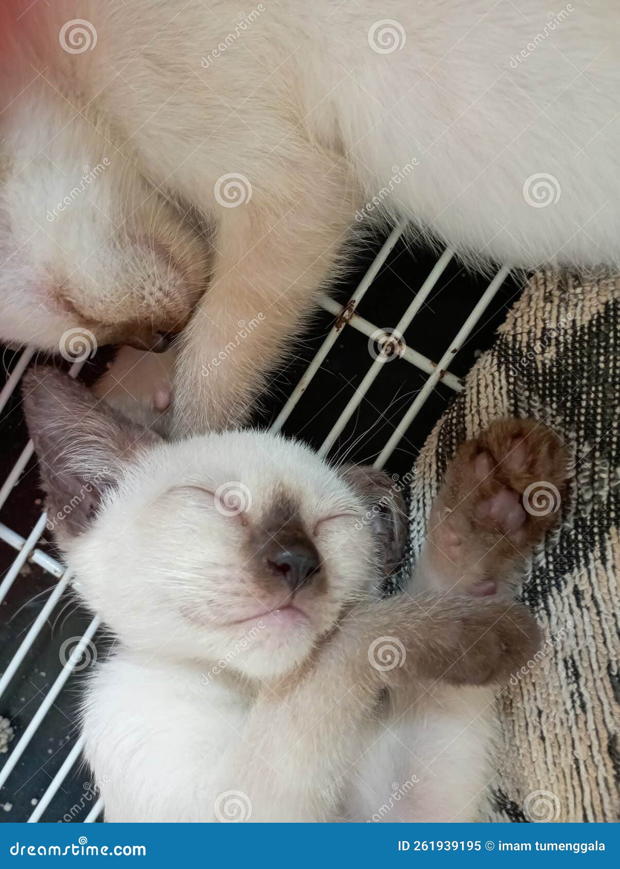 Two kitten siamese sleep stock image. Image of animal - 261939195