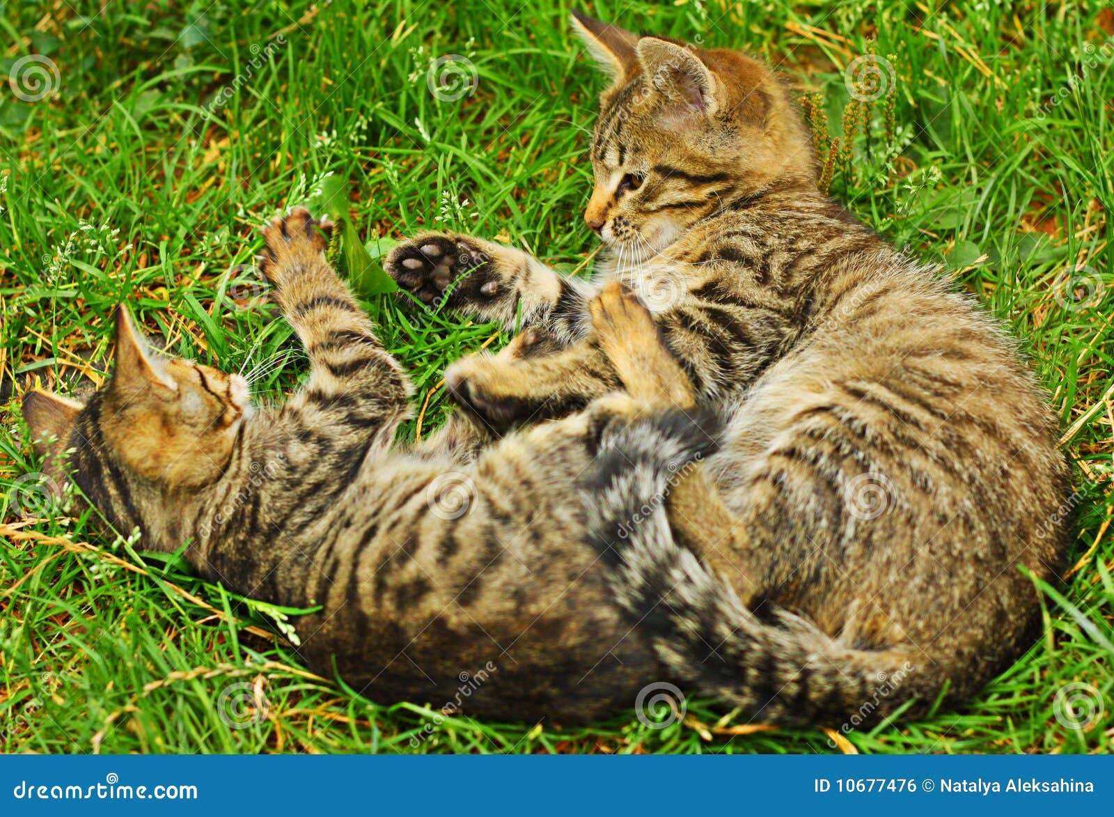 Two kittens stock photo. Image of feline, striped, small - 10677476