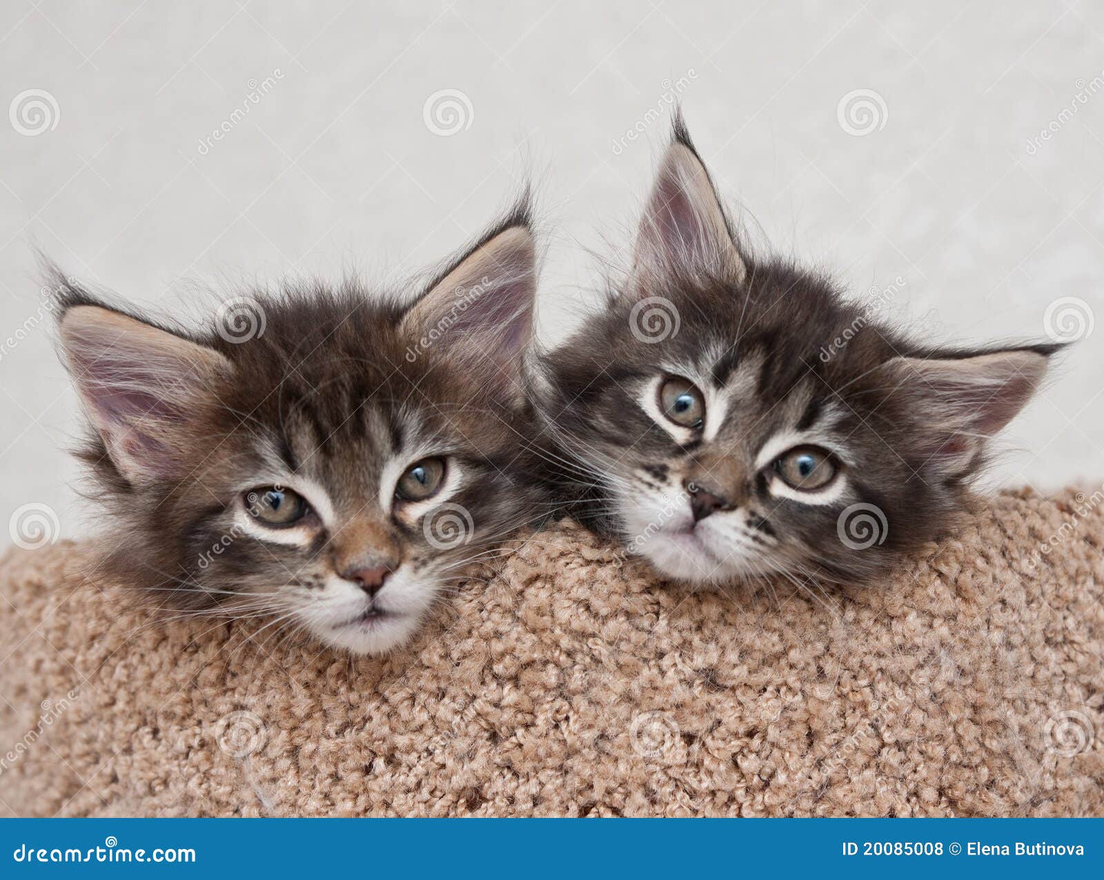 Two kittens stock photo. Image of group, feline, looking - 20085008