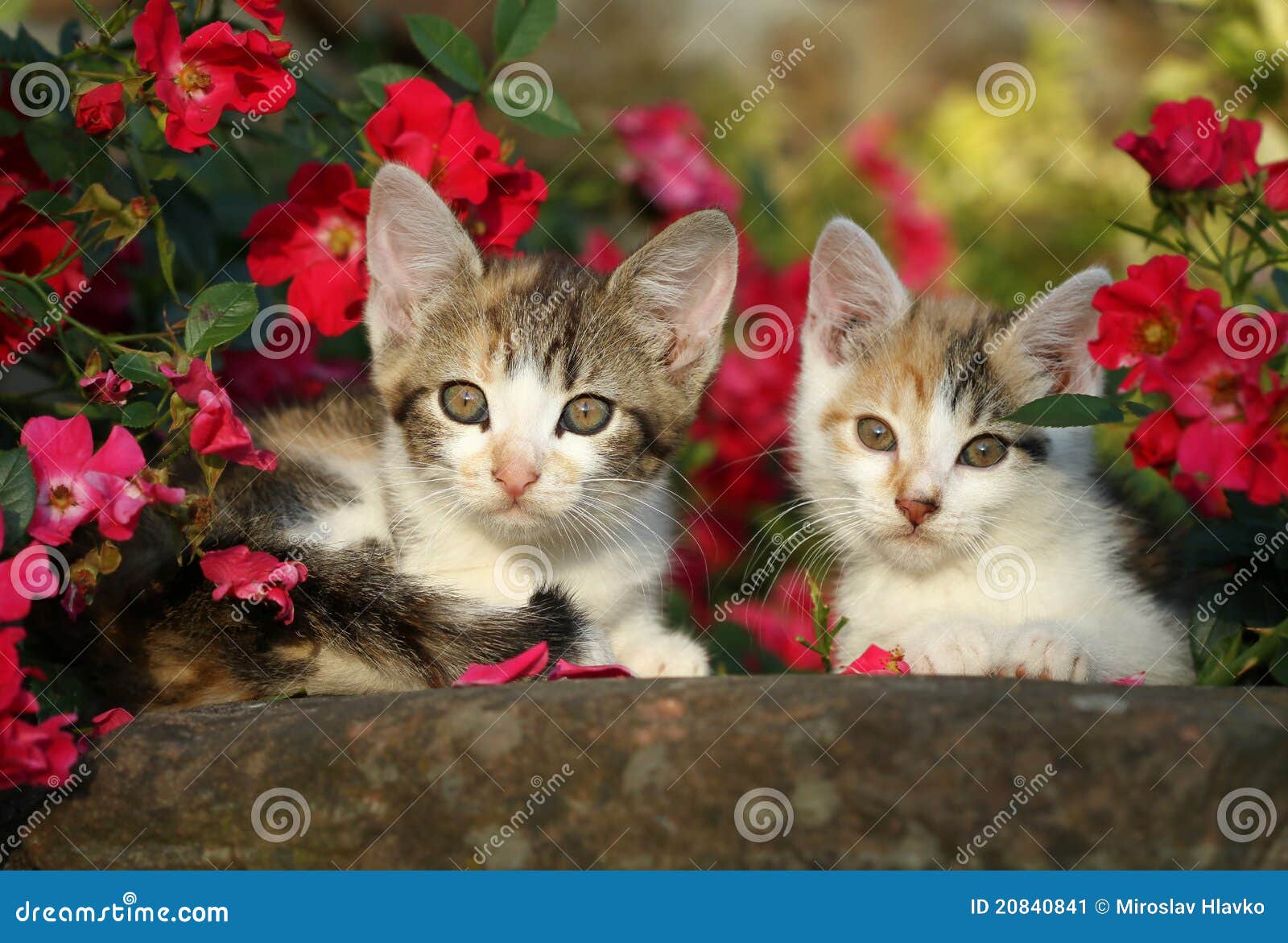 Two kittens stock image. Image of hirsute, cute, kitty - 20840841