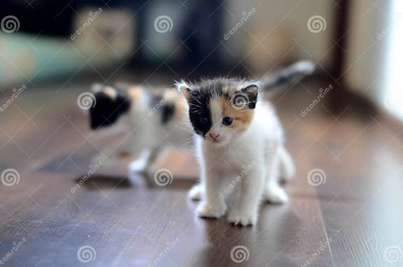 Two kittens stock photo. Image of dark, blur, looks, kitten - 26523370
