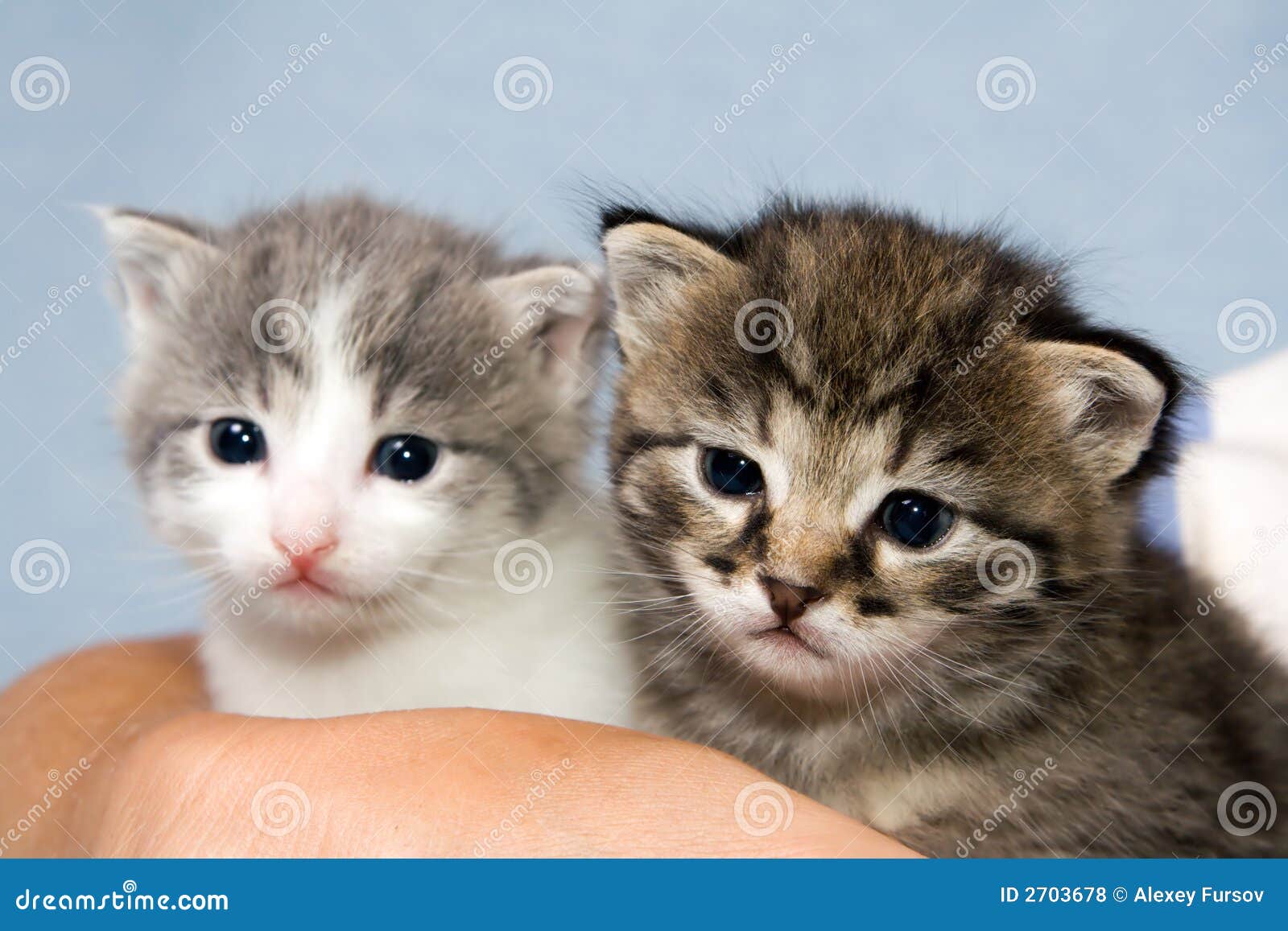 Two Kittens Picture. Image: 2703678
