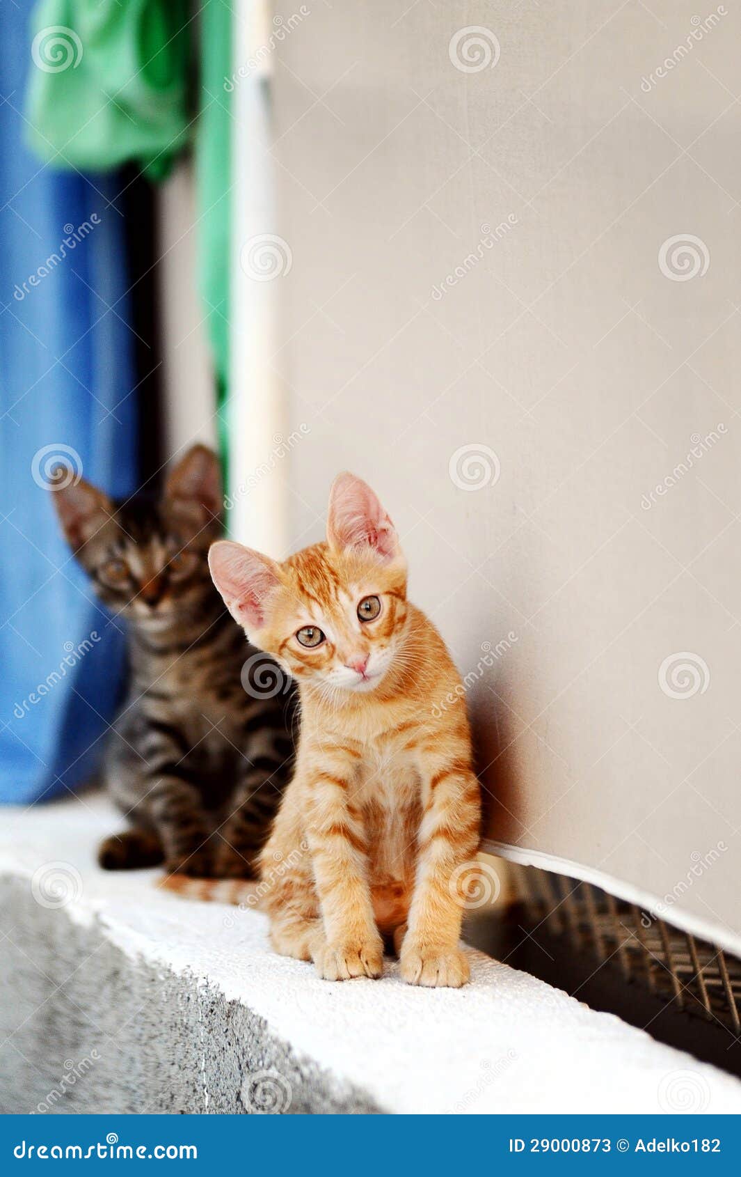Two kittens stock image. Image of group, furry, playful - 29000873
