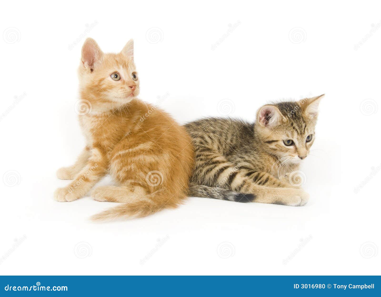Two kittens stock photo. Image of pair, gray, friend, kitten - 3016980