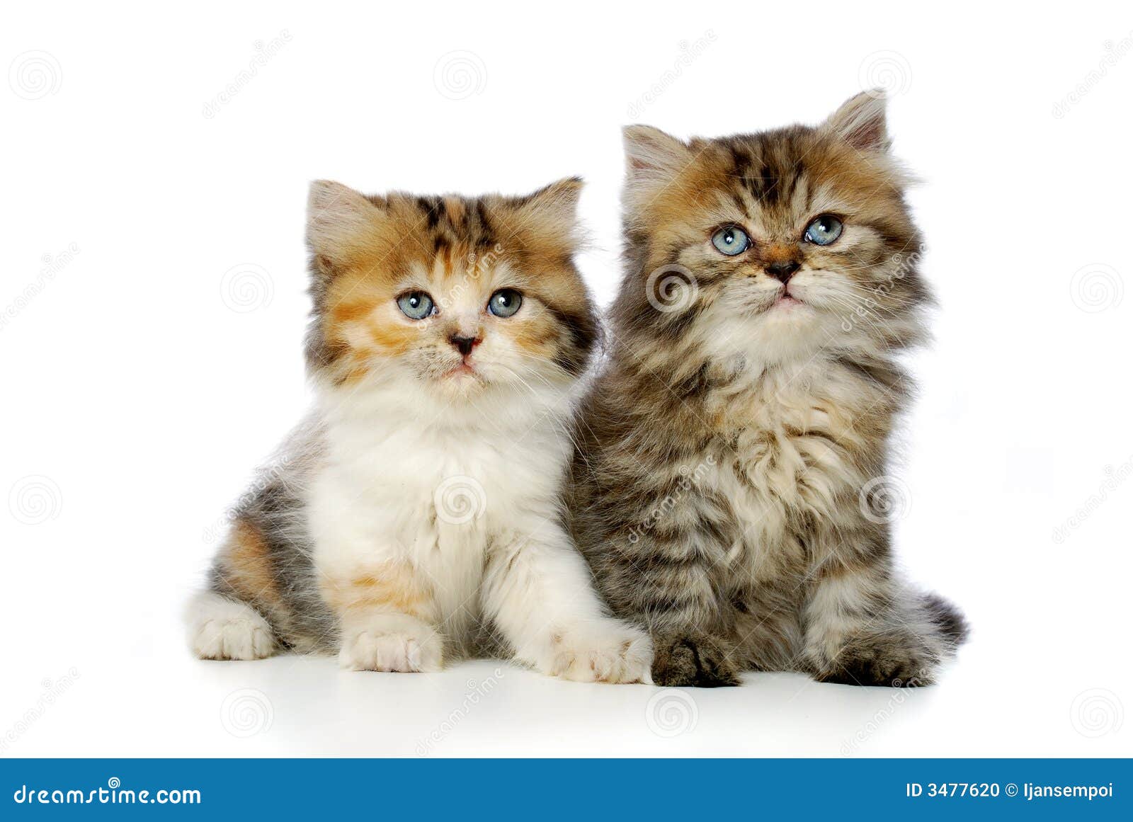 Two kittens stock photo. Image of whisker, brown, house - 3477620