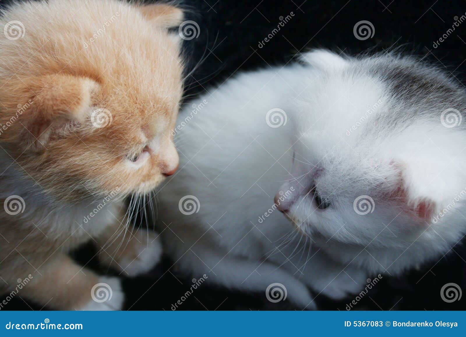 Two kittens stock image. Image of animals, kittens, mammals - 5367083