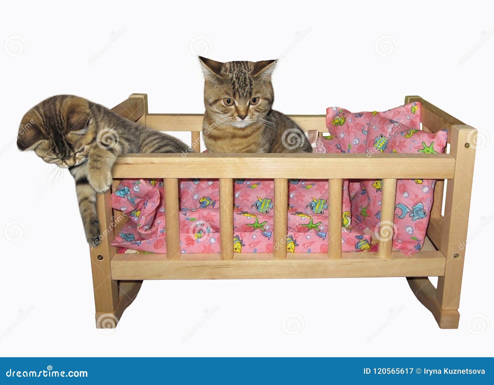Kittens in the cradle stock image. Image of kitten, cradle - 120565617